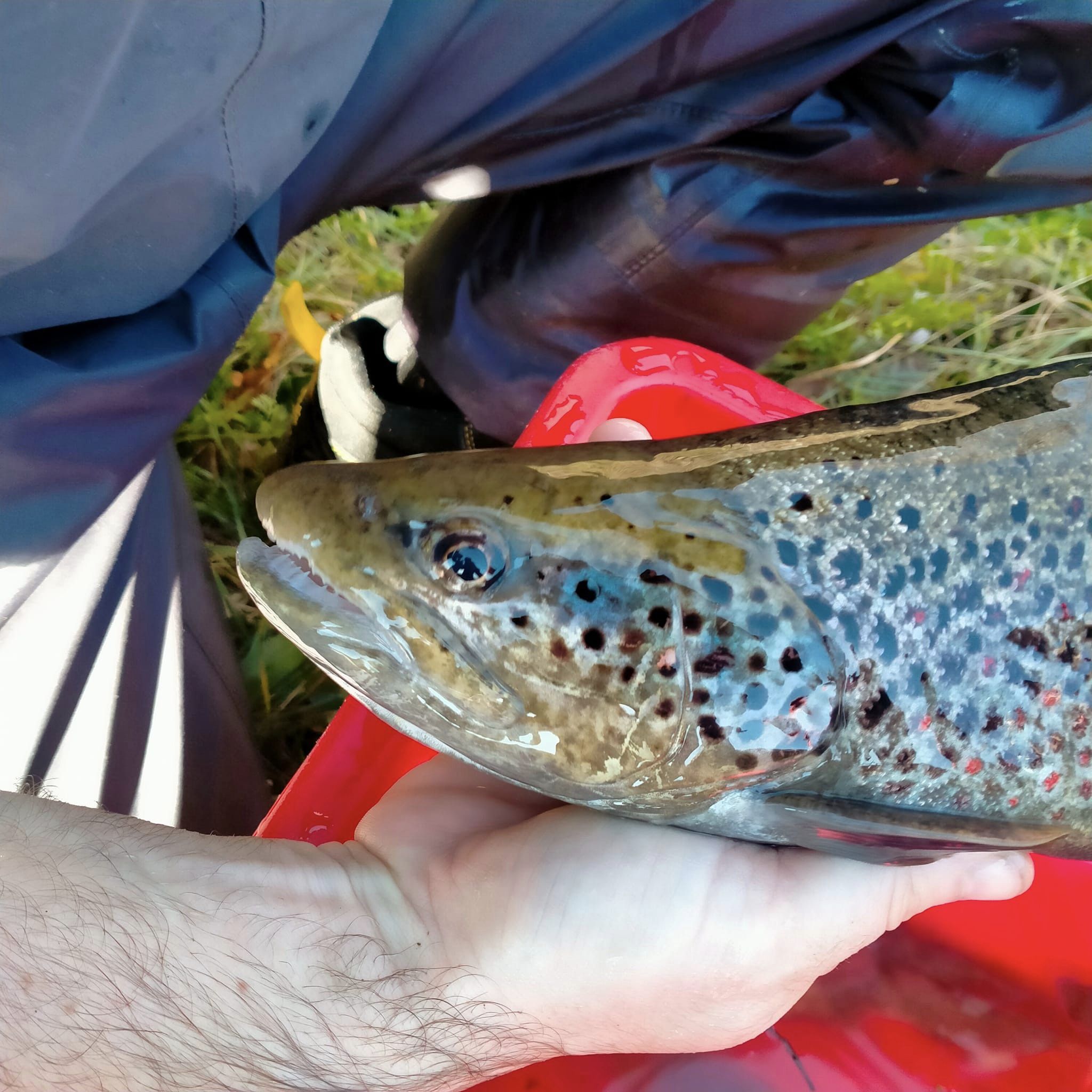 Sampling on the Rio Caprionero with Unimol students – Nat.salmo